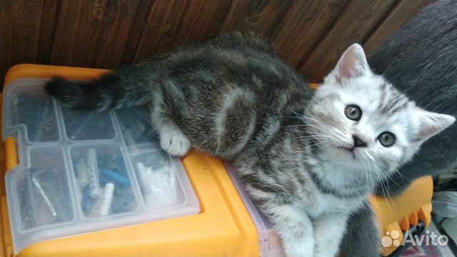 Красавцы шотландцы