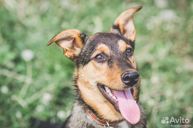 Отдам щенка в добрые руки, в дар