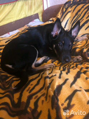 Щенки бесплатно (возможна доставка по Москве)