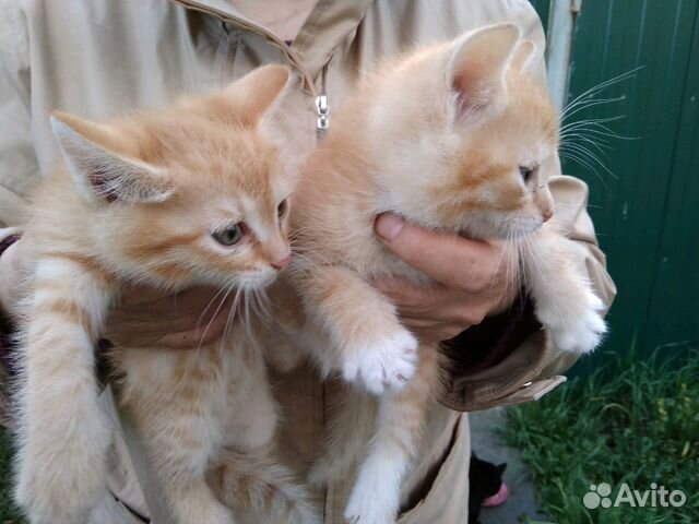 Милые котята