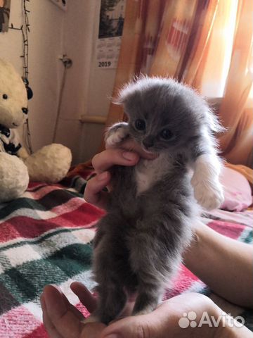 Кошечка