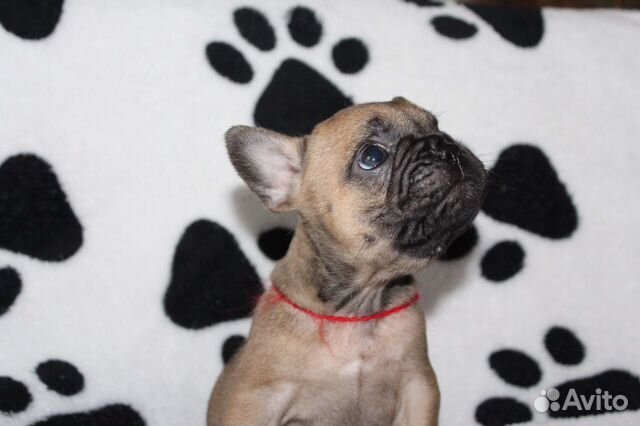 Детки-французики