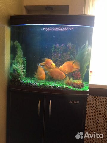 Аквариум Jetwin