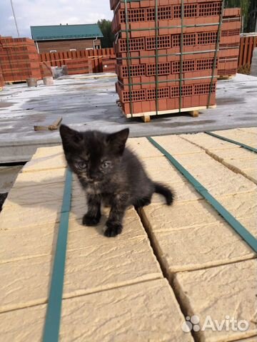 Котенок - милая девчушка