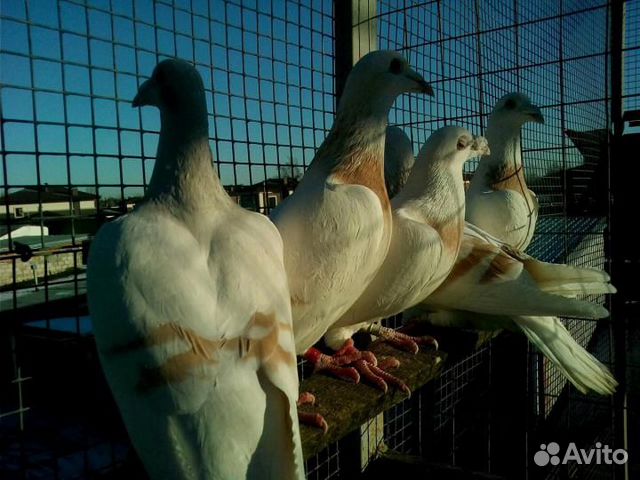 Продам голубей