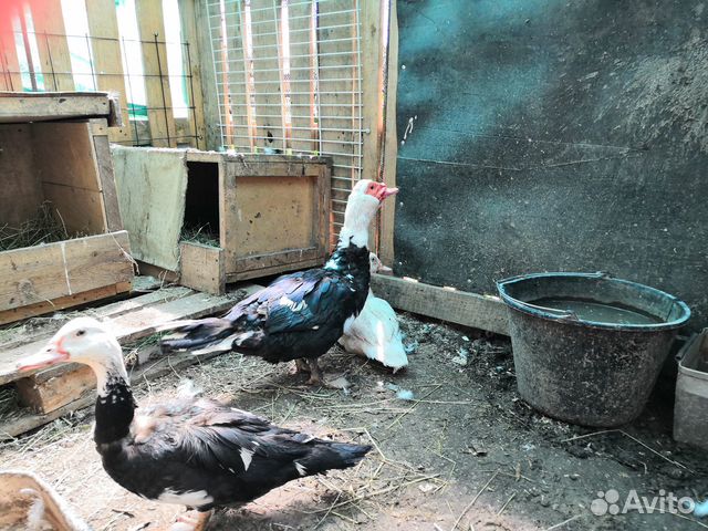 Индоутки и Петушки Кучинские