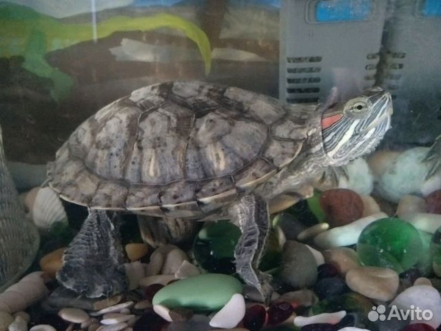 Черепаха красноухая, водяная