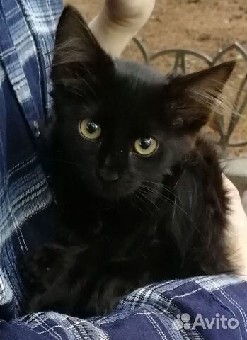 Маленькая пантера ищет свой дом и хозяина