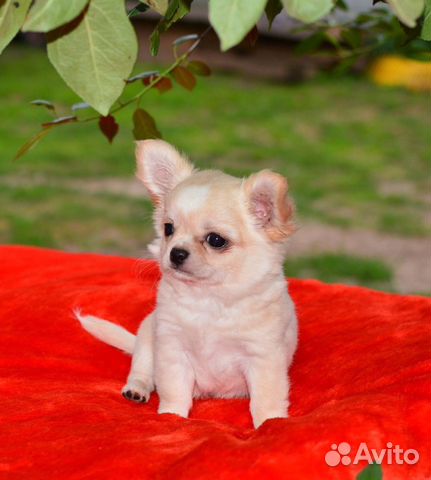 Чихуахуа мальчик длинношёрстный