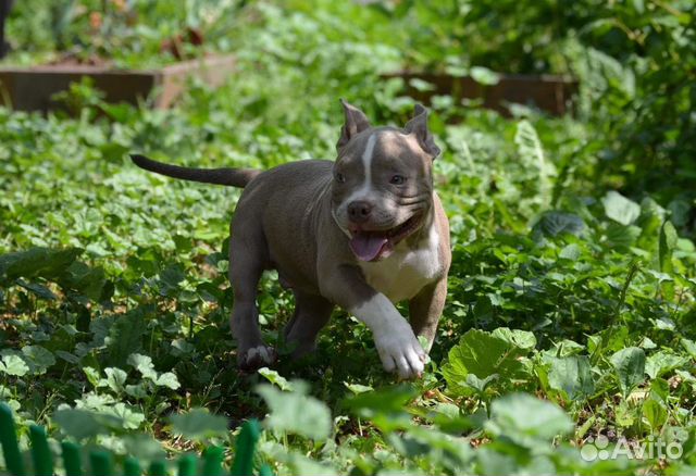 Американский булли