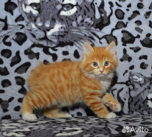 Продам котятёнка курильского бобтейла