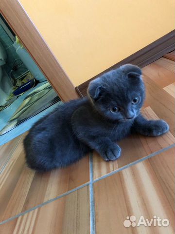 Вислоухий британец темно-серый