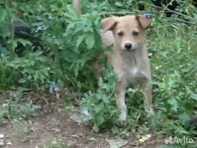 Собаки
