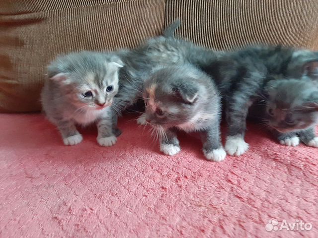 Британчики