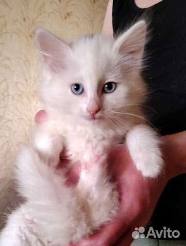 Голубоглазый котенок мальчик ищет дом