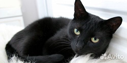 Котёнок Степан 9 мес