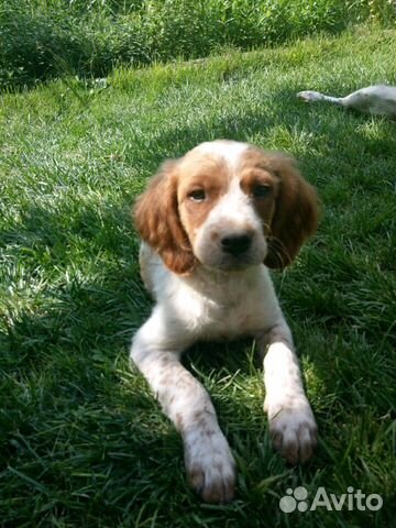 Эпаньол Бретон