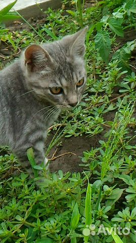 Милые пушистики в добрые руки