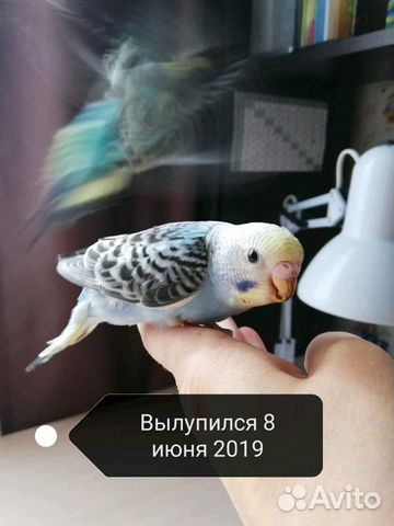 Попугай