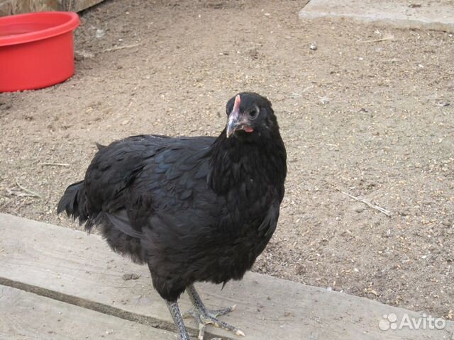 Отдам бесплатно курицу в деревенский дом