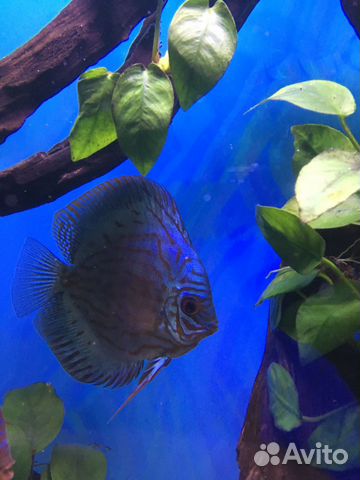 Дискус синий