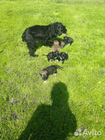 Щенки спаниеля