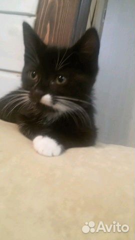 Котик, двухмесячный