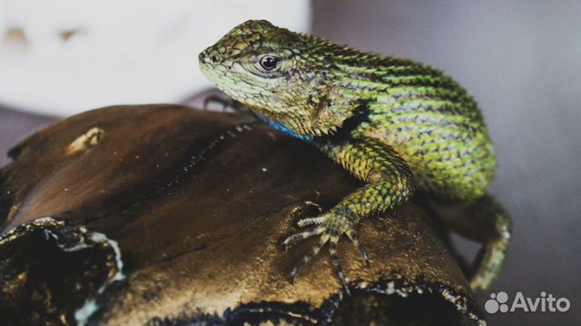 Малахитовая игуана
