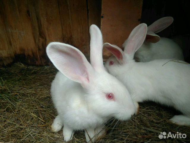 Кролик белый великан