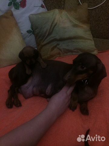 Шенки таксы