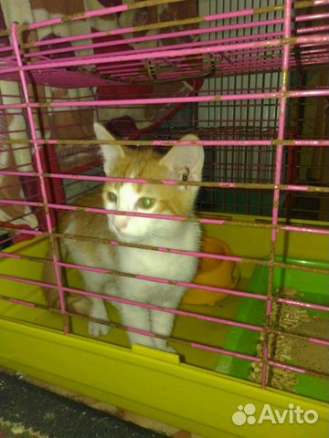 Котёнок в добрые руки