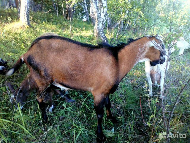 Козлята, козы