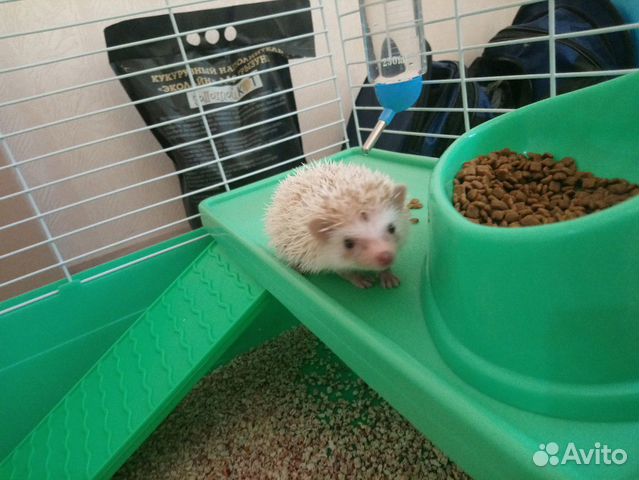 Ёжик и все комплектующие