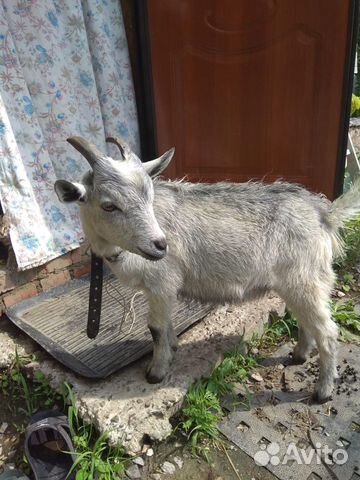 Козлик 4 месяца