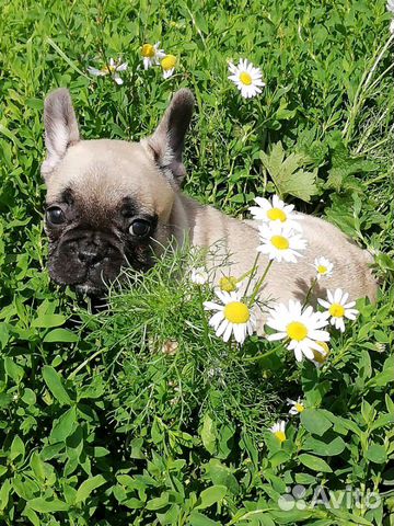 Плюшка-толстушка