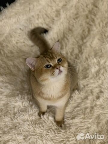 Вязка с котом