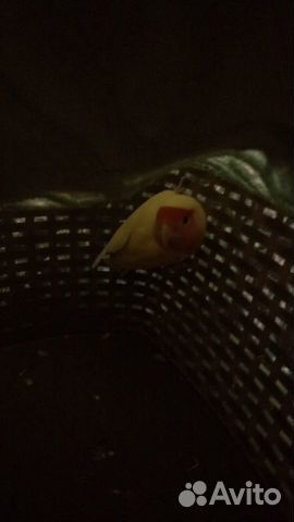 Нашёлся попугай