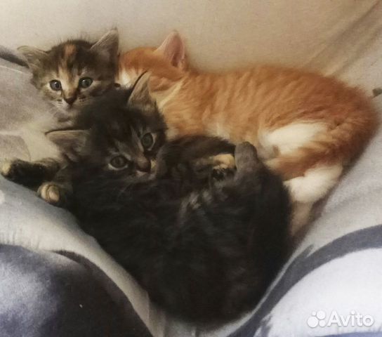 Возьмите счастье в свой дом