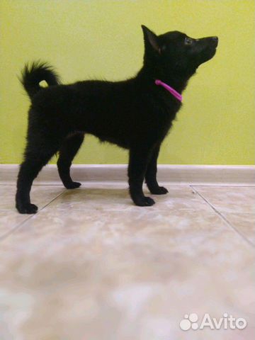 Бельгийская овчарка