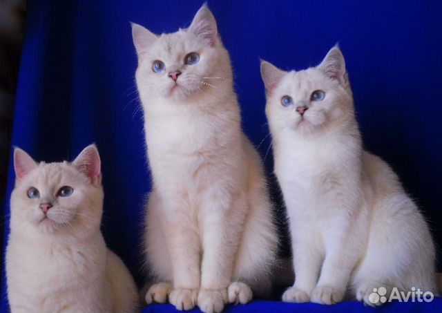 Питомник:serenade silver valley