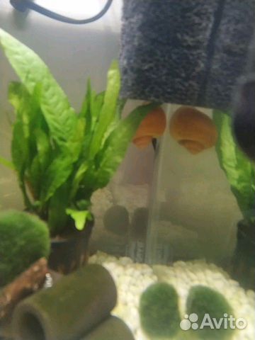 Улитка Ампулярия