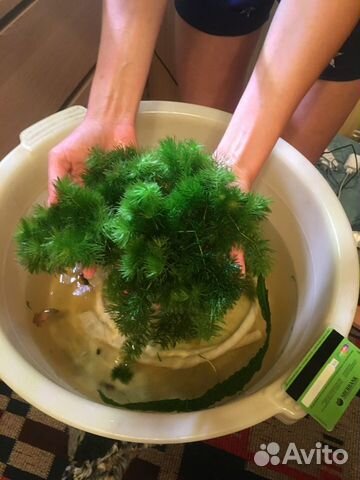 Роголистник дарю