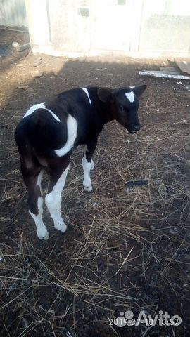 Продам бычка