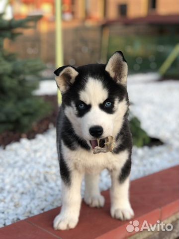 Сибирский хаски