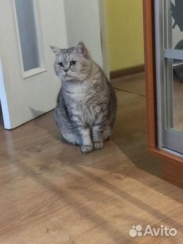 Отдам красавца-кота