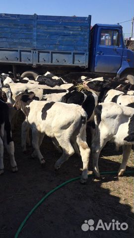 Бычки телята