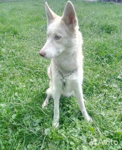 Отдам Хаски, шесть лет