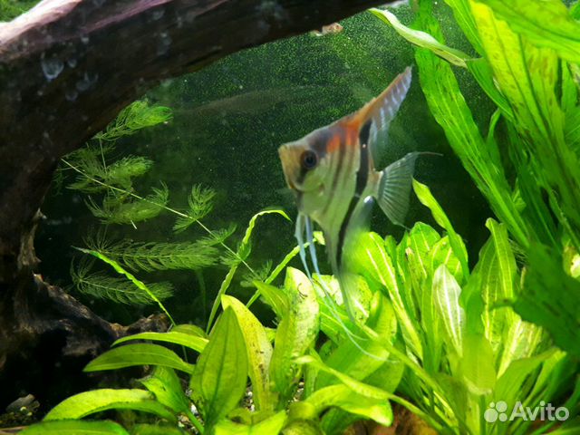 Скалярия манакапуру