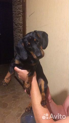 Продаю таксенка