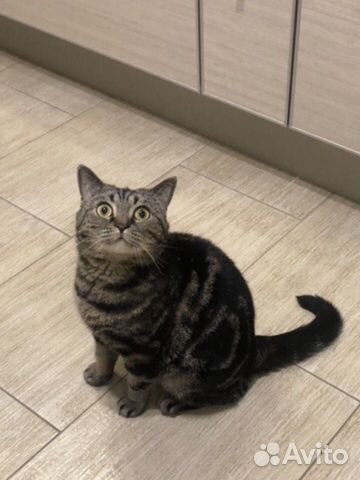 Отдам в добрые руки Бриташку черный мрамор на золо